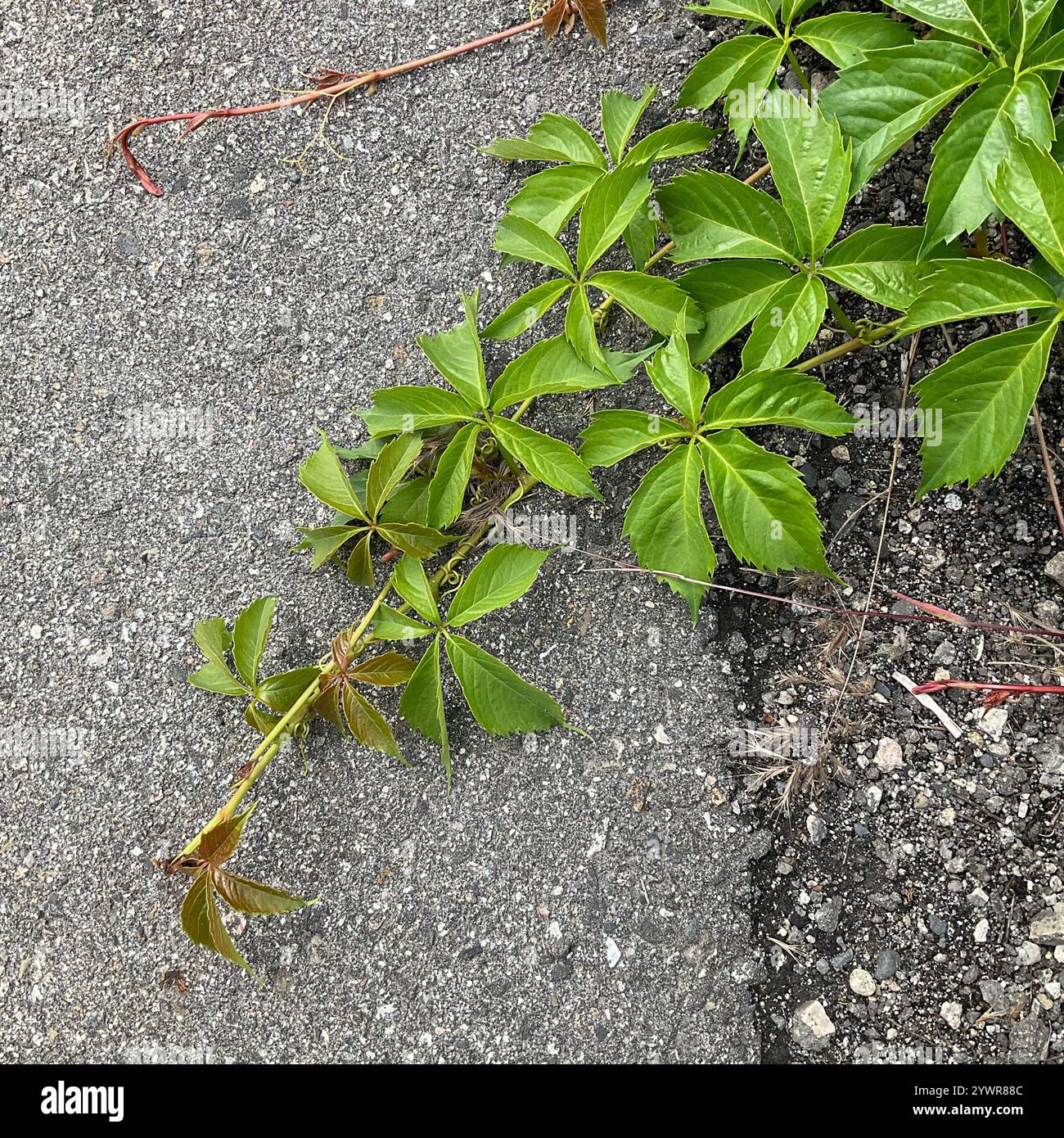 thicket creeper (Parthenocissus inserta Stock Photo - Alamy