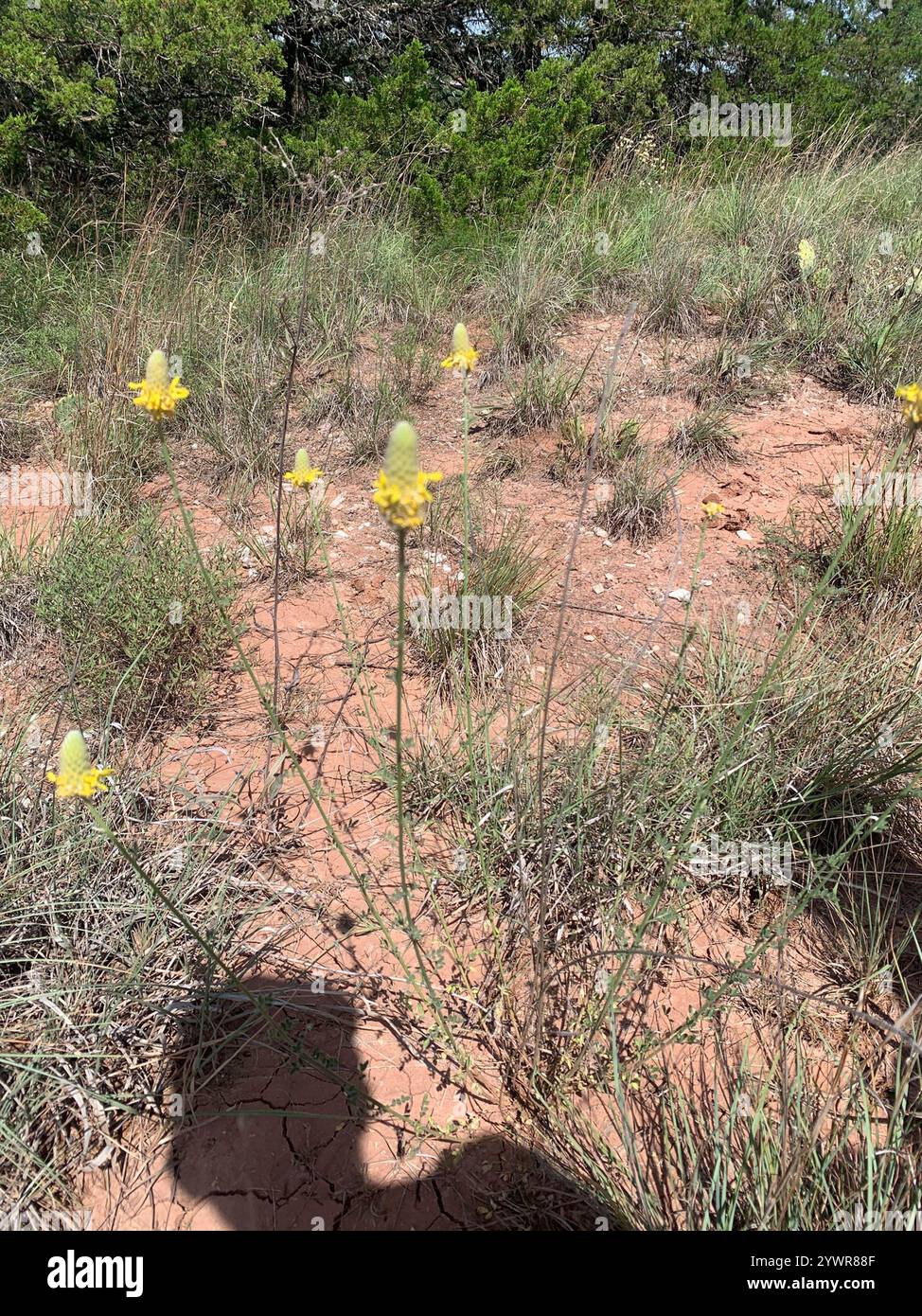 Dalea aurea hi-res stock photography and images - Alamy