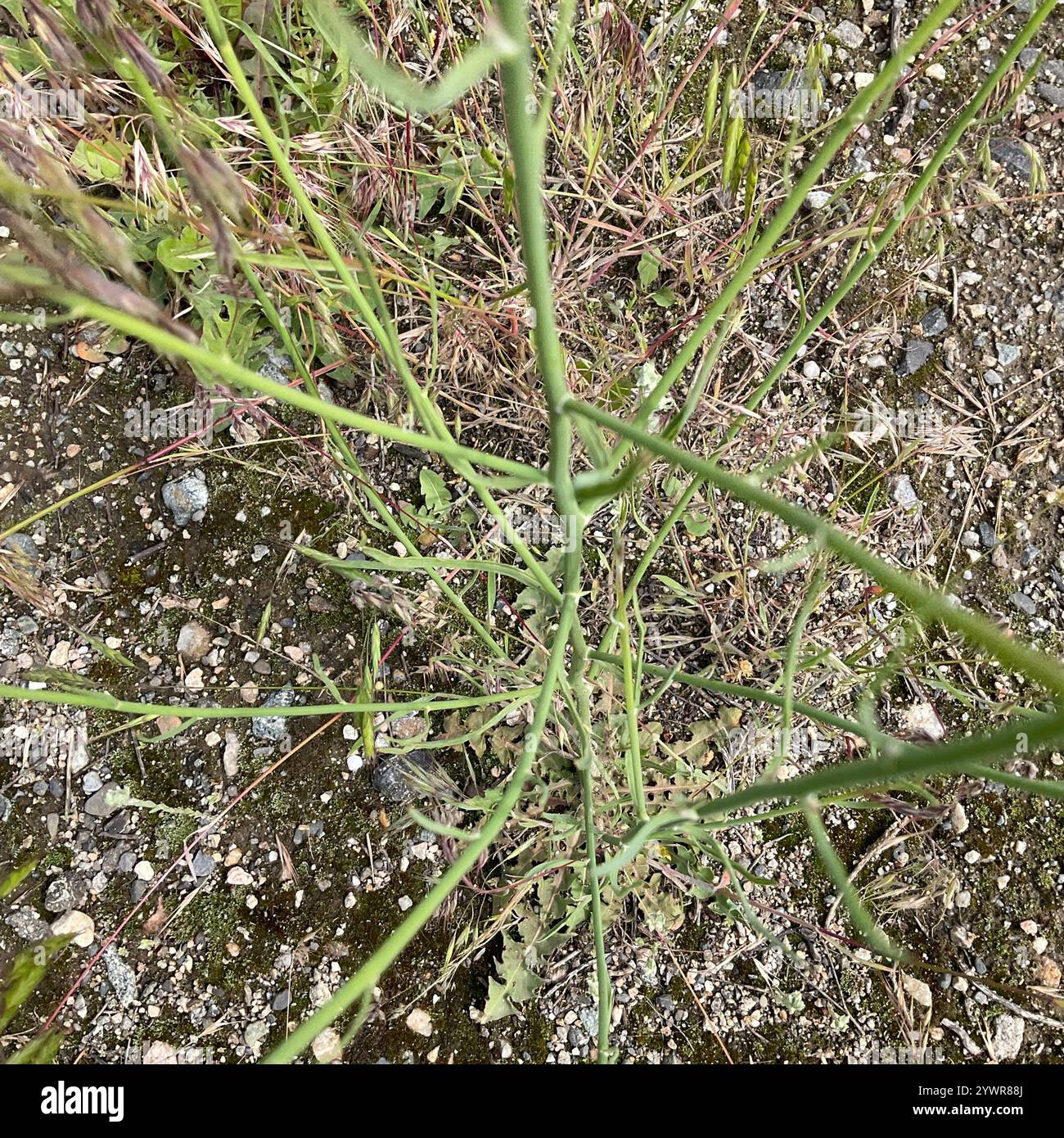Rush Skeletonweed (Chondrilla juncea Stock Photo - Alamy