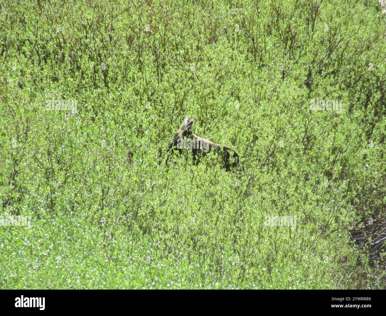 Shirasi hi-res stock photography and images - Alamy