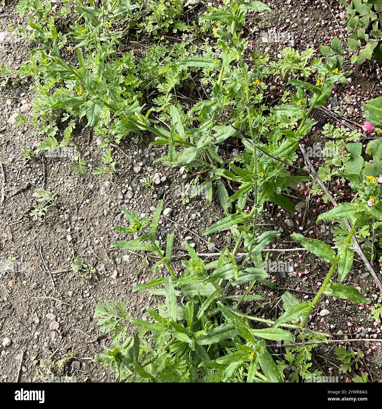 Common Fiddleneck (Amsinckia menziesii Stock Photo - Alamy