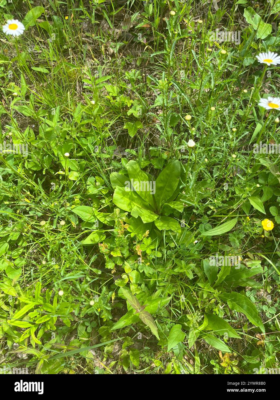 American columbo (Frasera caroliniensis Stock Photo - Alamy