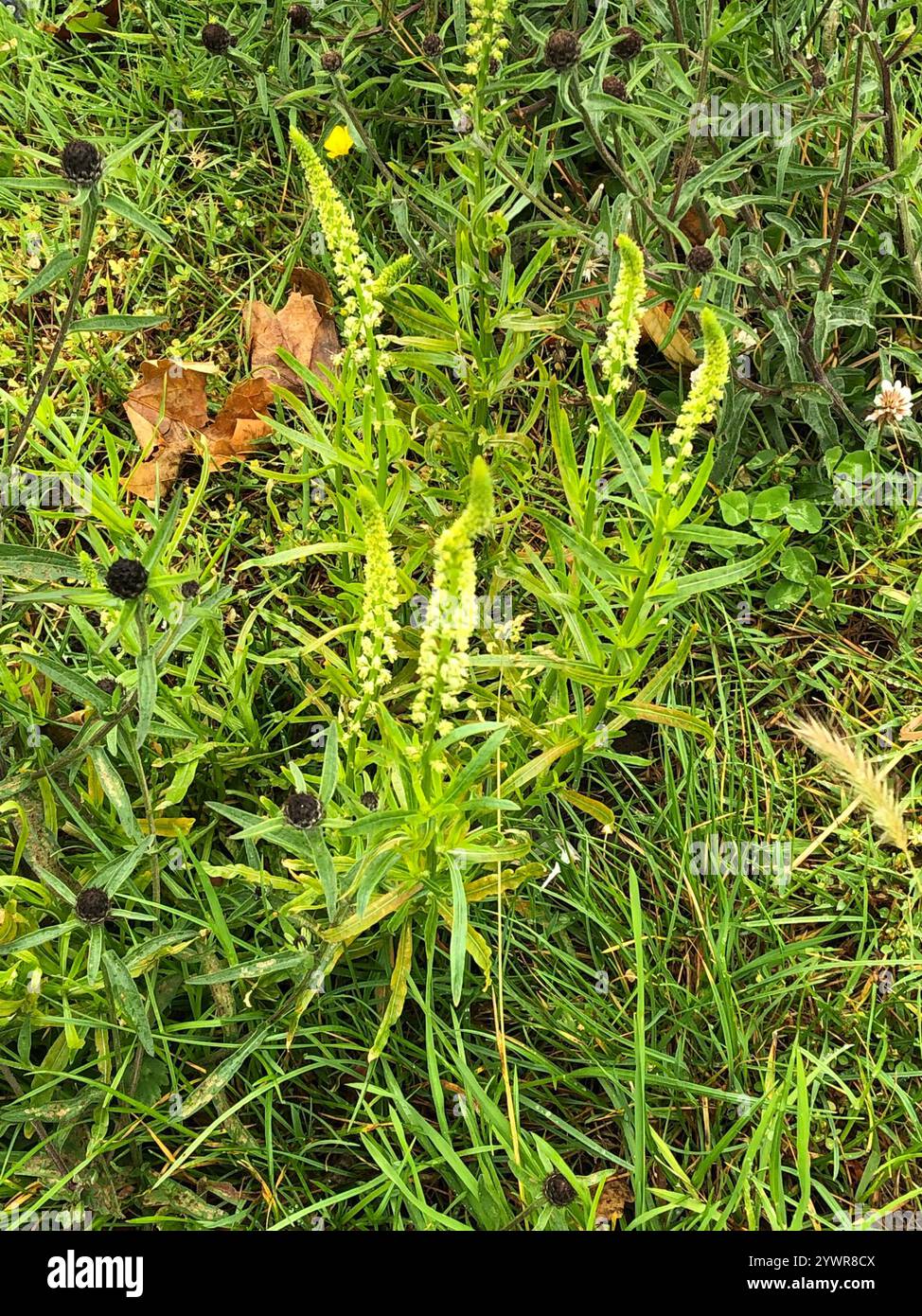 Weld (Reseda luteola Stock Photo - Alamy
