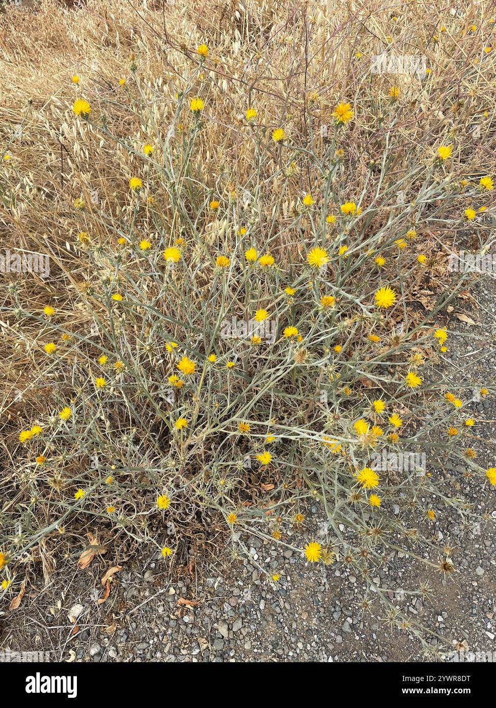Yellow Star-Thistle (Centaurea solstitialis Stock Photo - Alamy