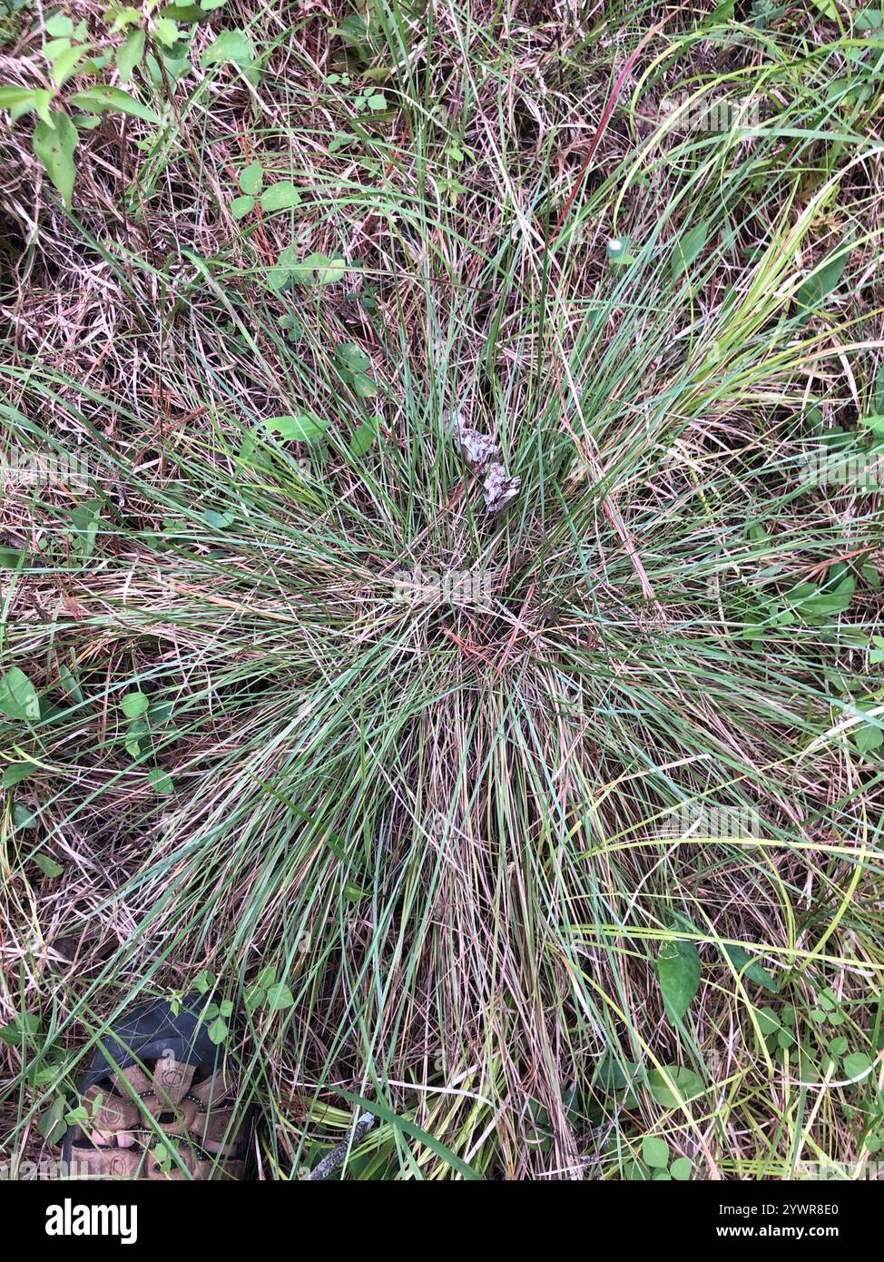 Hairawn Muhly (Muhlenbergia capillaris Stock Photo - Alamy