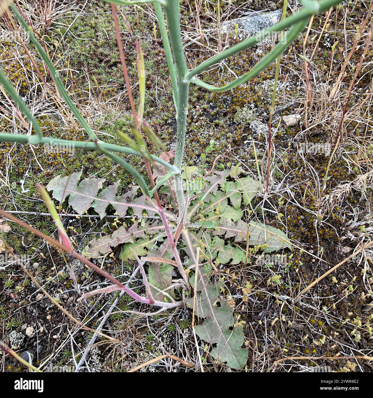 Rush Skeletonweed (Chondrilla juncea Stock Photo - Alamy