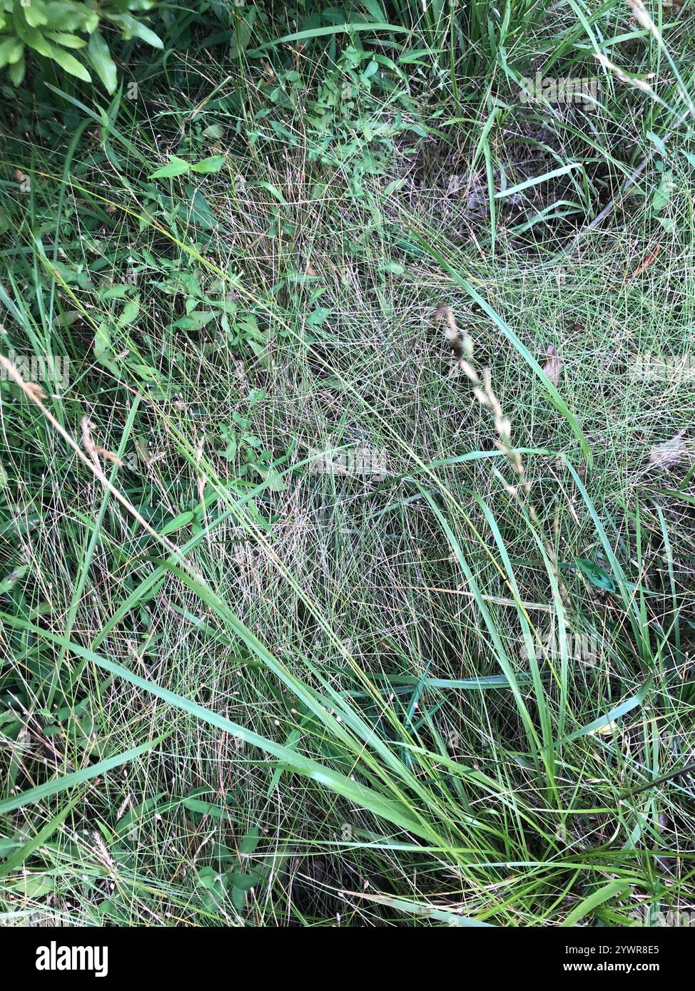 Eleocharis montevidensis hi-res stock photography and images - Alamy