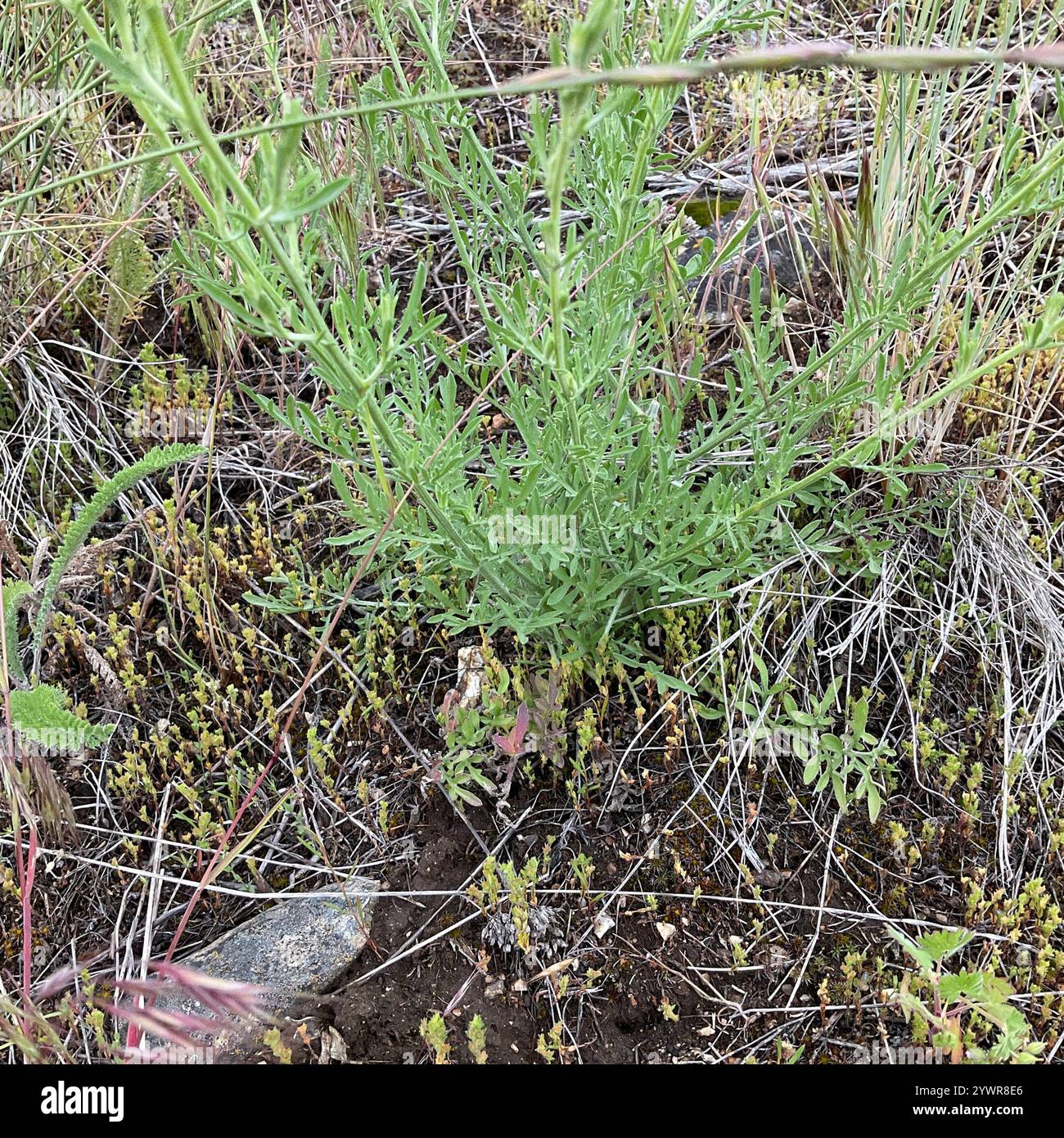 diffuse knapweed (Centaurea diffusa Stock Photo - Alamy