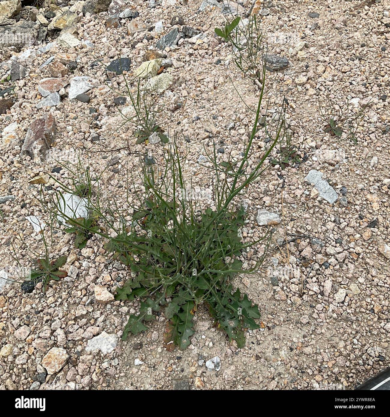 Rush Skeletonweed (Chondrilla juncea Stock Photo - Alamy