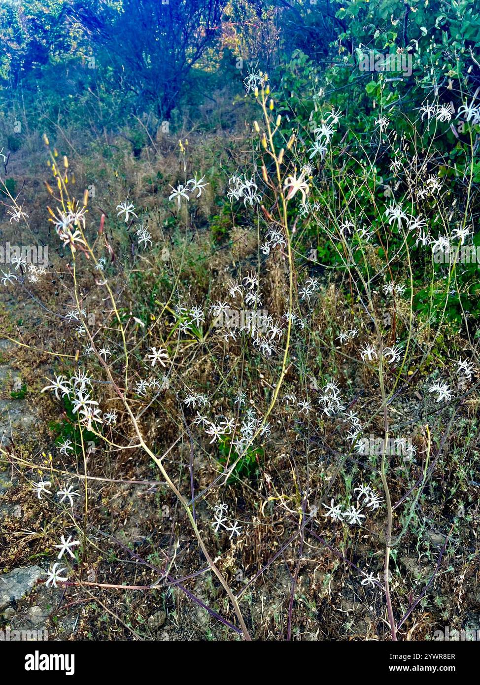 wavy-leafed soap plant (Chlorogalum pomeridianum Stock Photo - Alamy