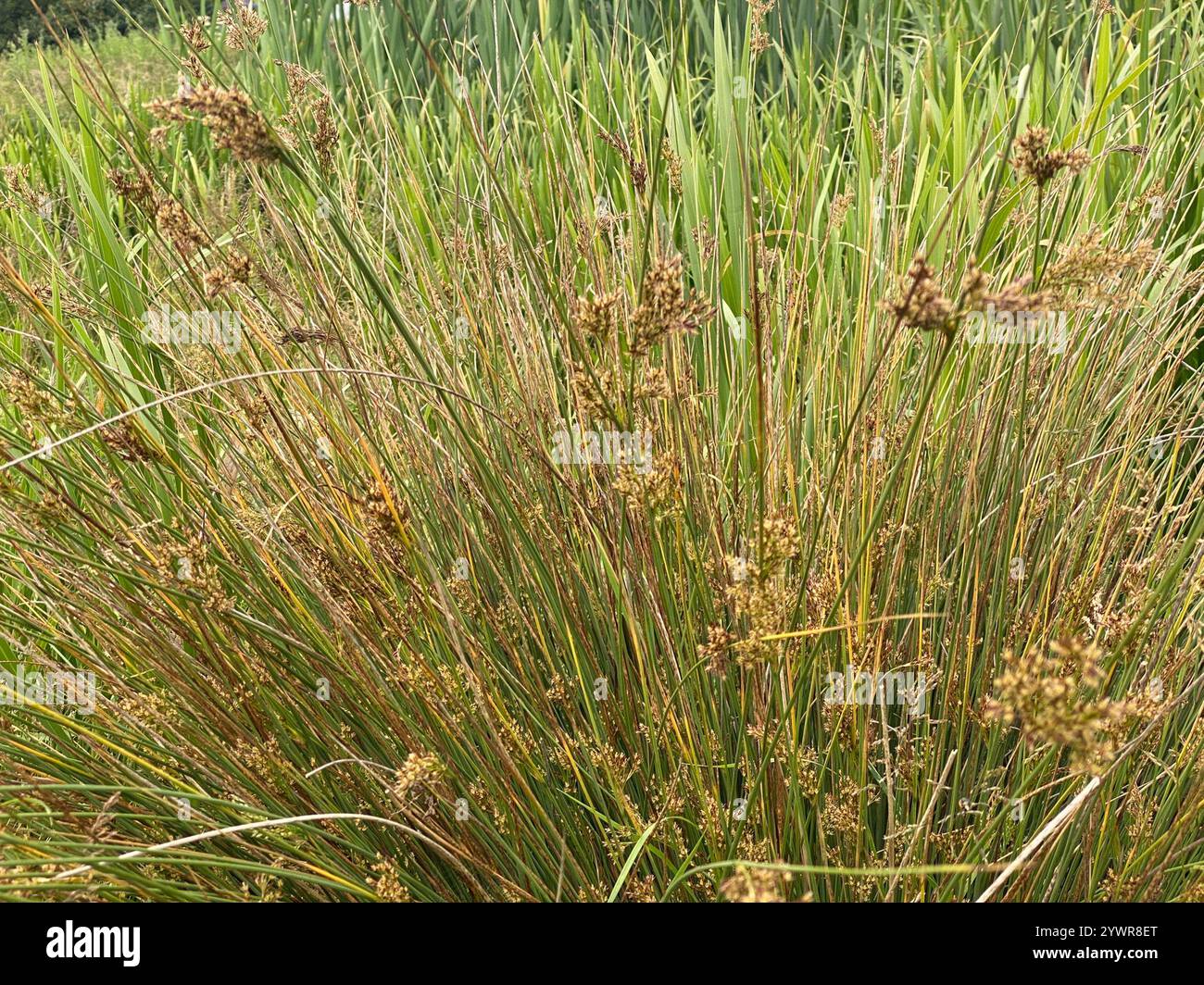 Hard Rush (Juncus inflexus Stock Photo - Alamy