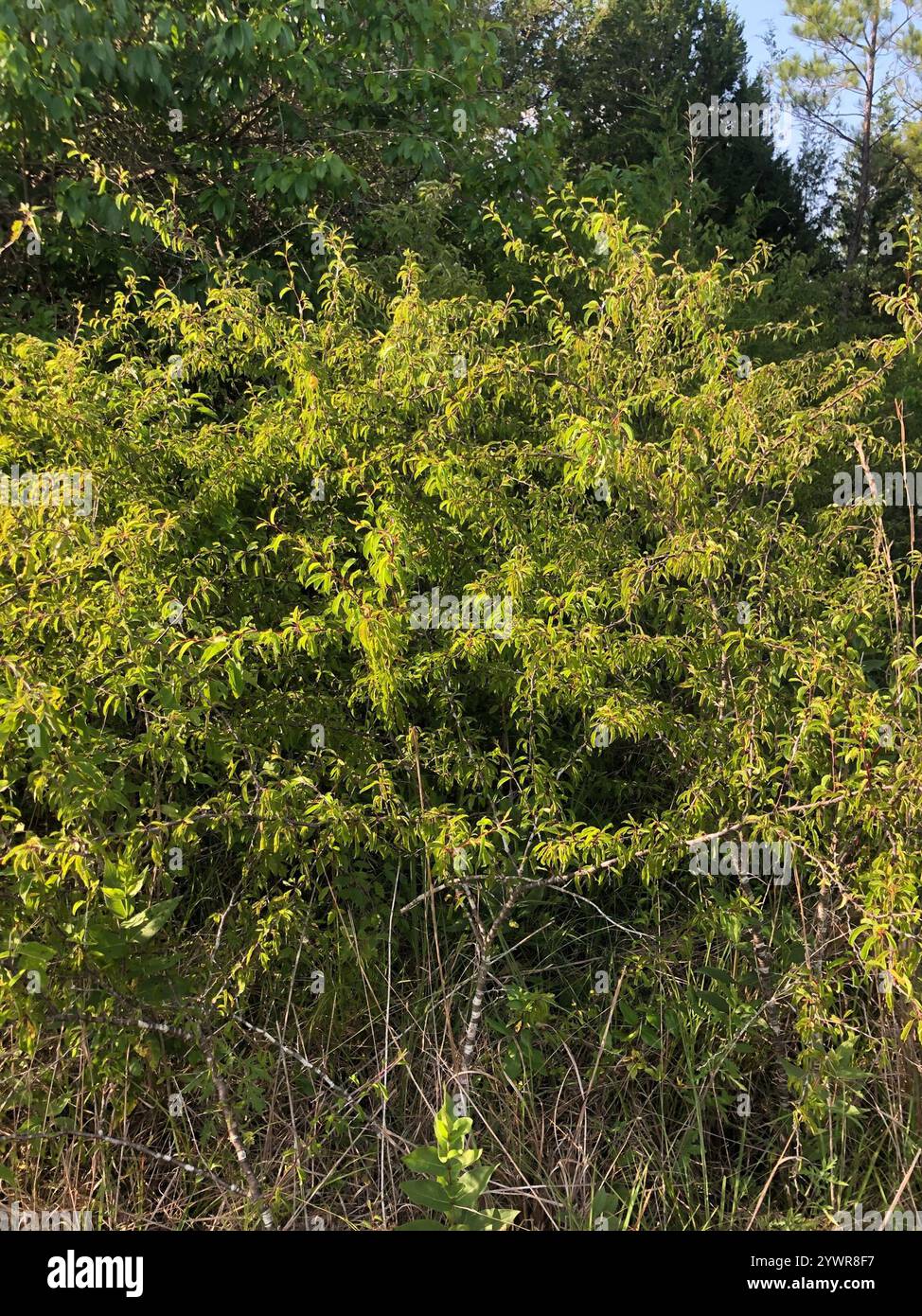 Chickasaw plum (Prunus angustifolia Stock Photo - Alamy