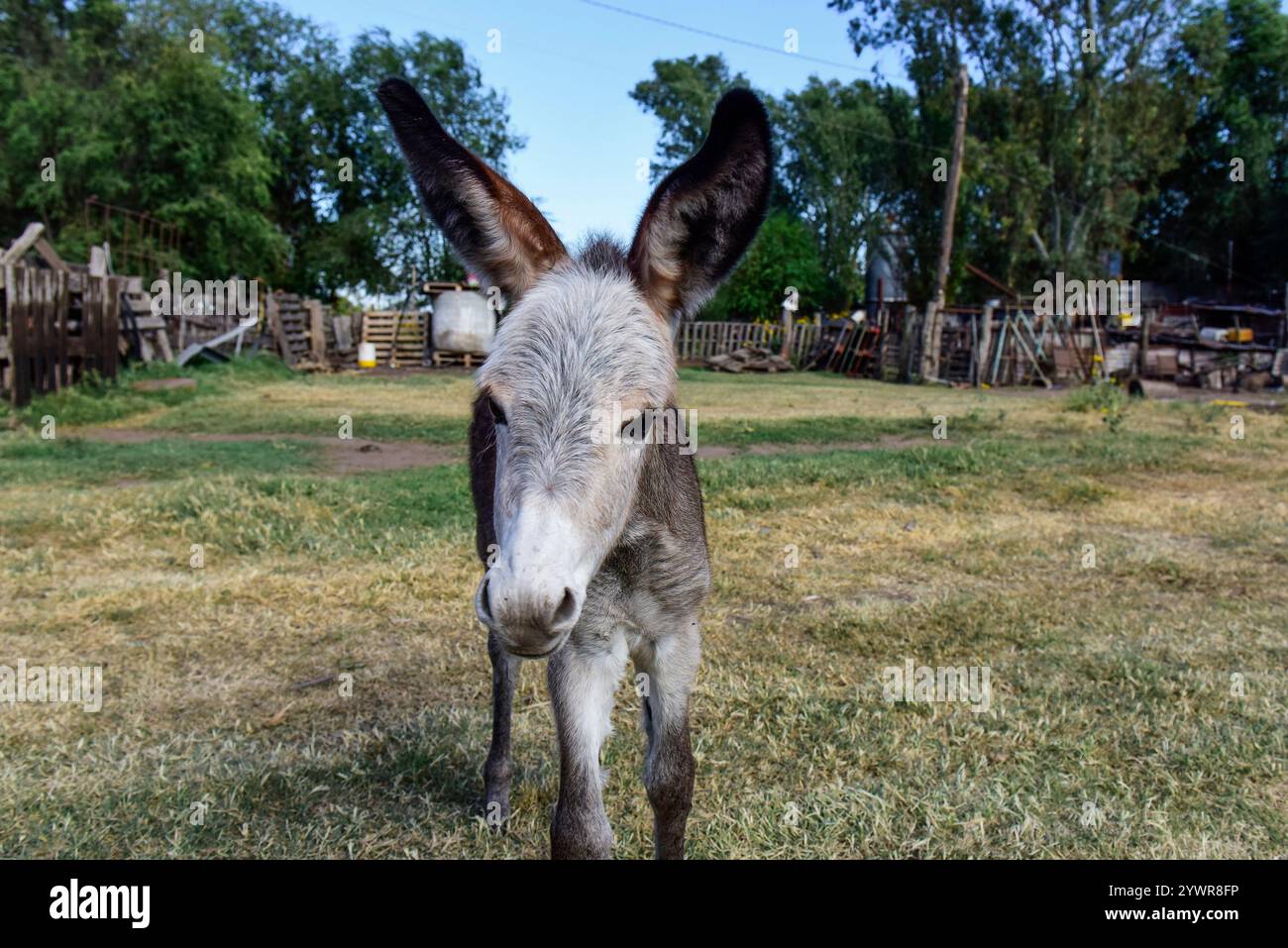 Donkey newborn baby in hi-res stock photography and images - Alamy