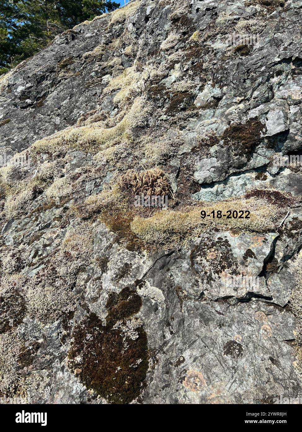 lace lip fern (Myriopteris gracillima Stock Photo - Alamy