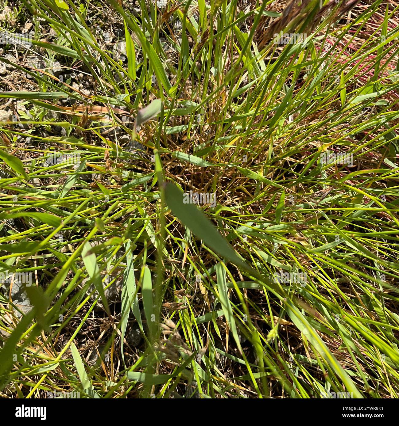 Crested Wheatgrass (Agropyron cristatum Stock Photo - Alamy