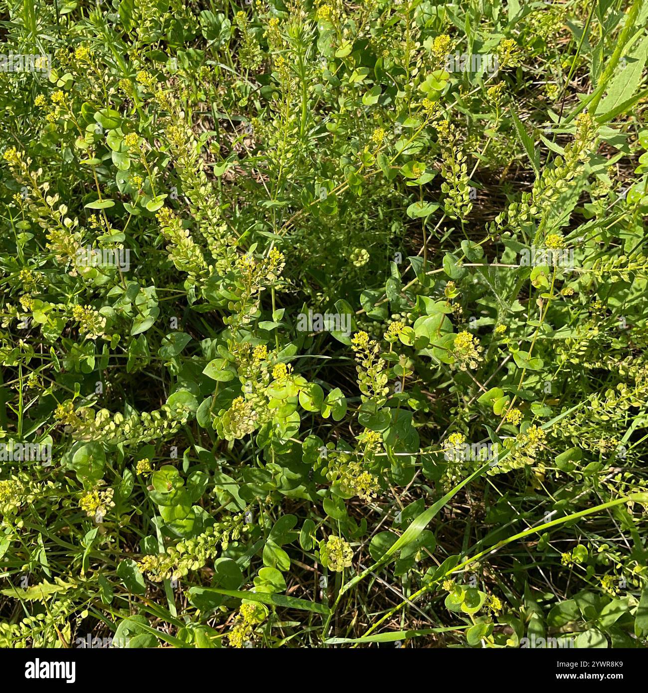 clasping pepperweed (Lepidium perfoliatum Stock Photo - Alamy