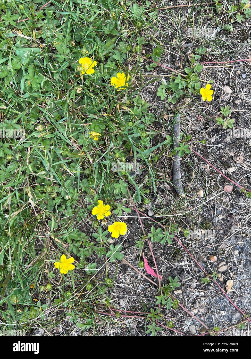 Creeping cinquefoil (Potentilla reptans Stock Photo - Alamy