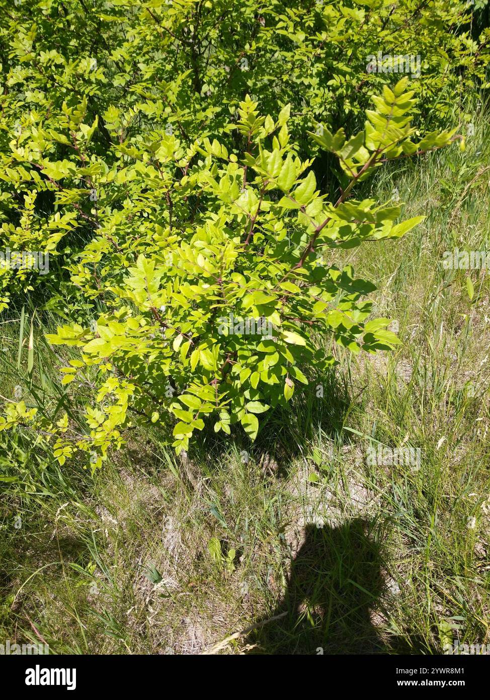 common prickly ash (Zanthoxylum americanum Stock Photo - Alamy