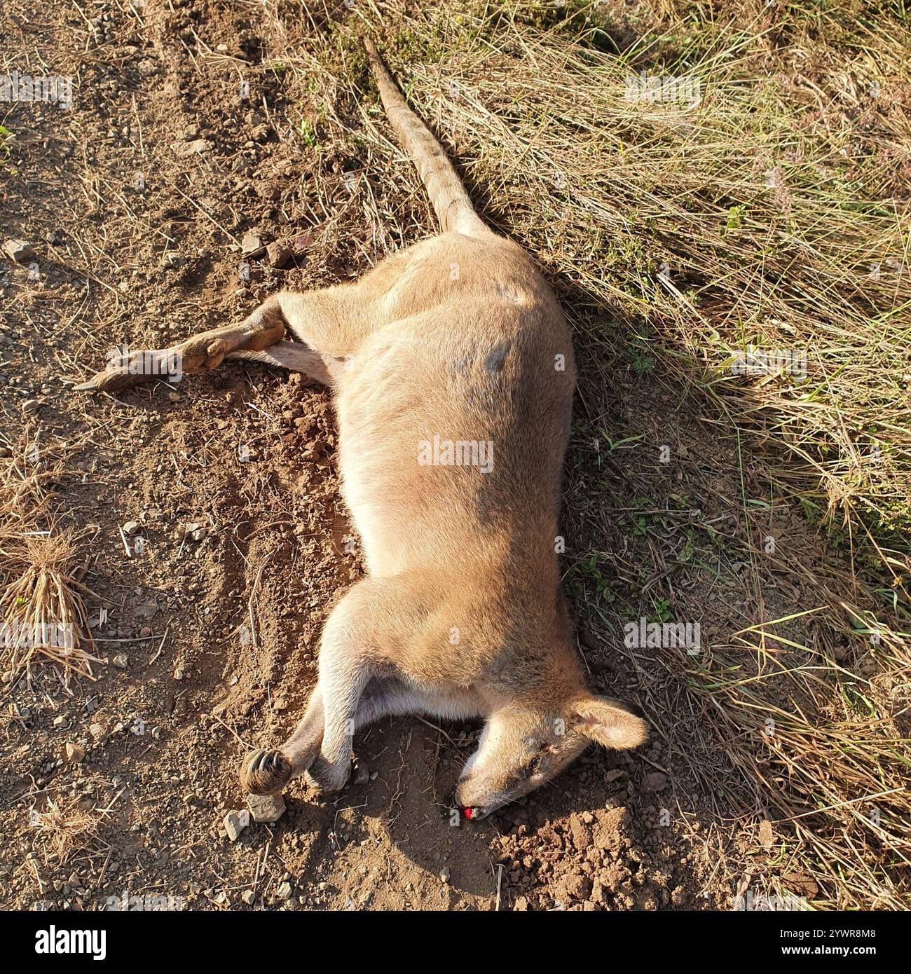 Agile Wallaby (Notamacropus agilis Stock Photo - Alamy