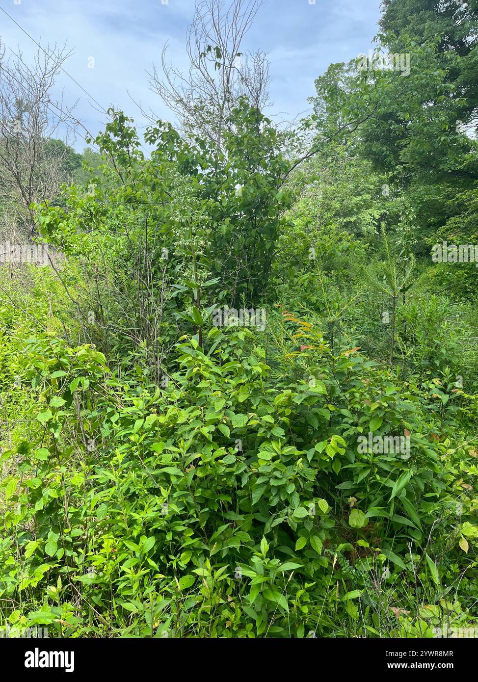 American columbo (Frasera caroliniensis Stock Photo - Alamy