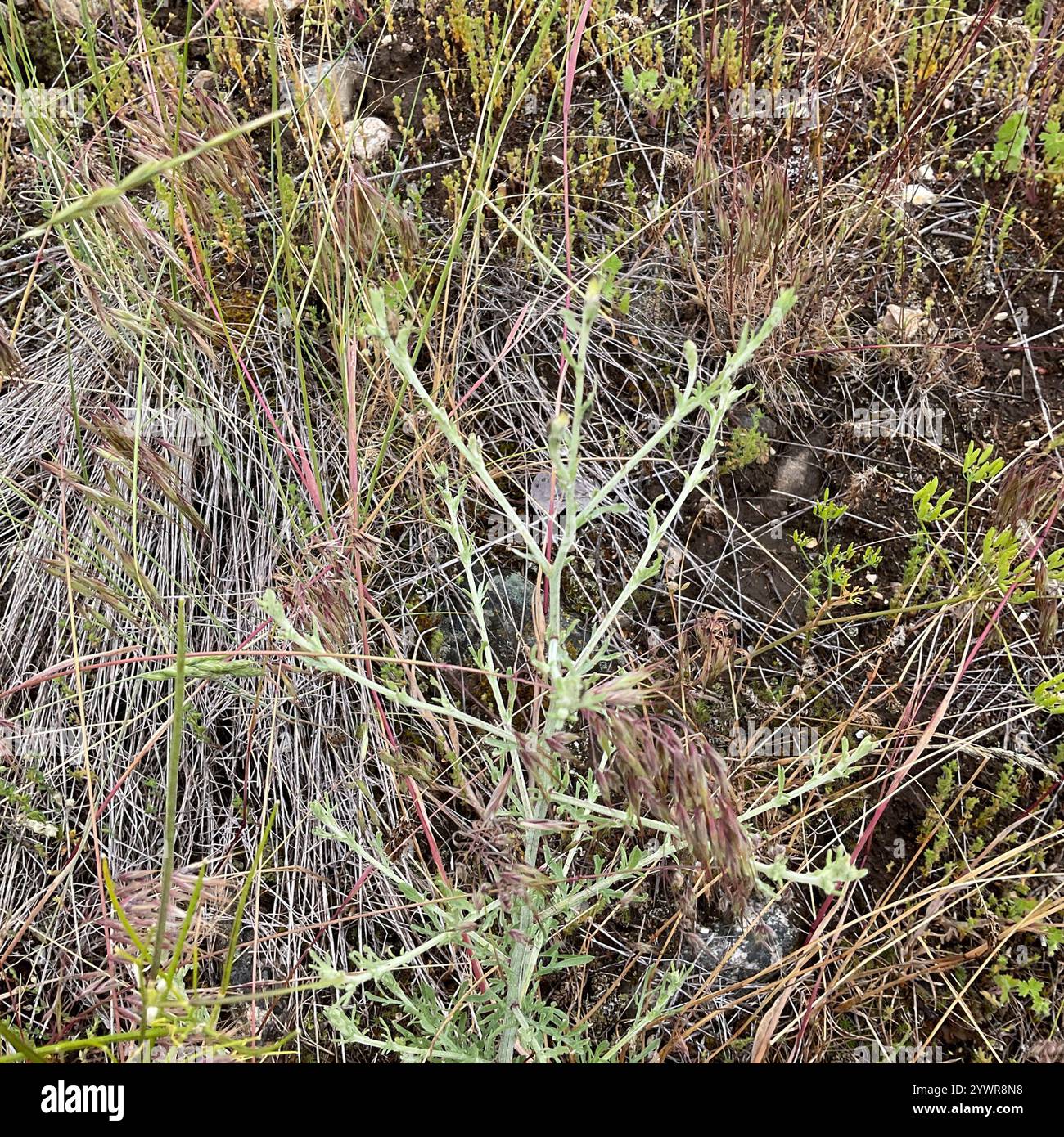 diffuse knapweed (Centaurea diffusa Stock Photo - Alamy
