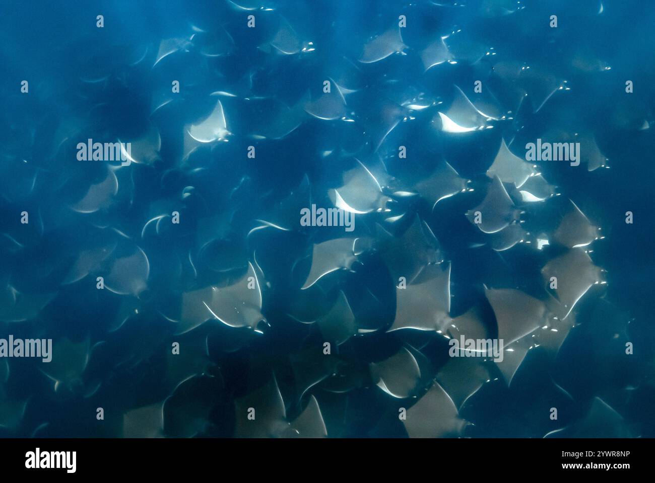 Munk's pygmy devil ray, Mobula munkiana, Baja California, Mexico, Gulf of California, Sea Of ...