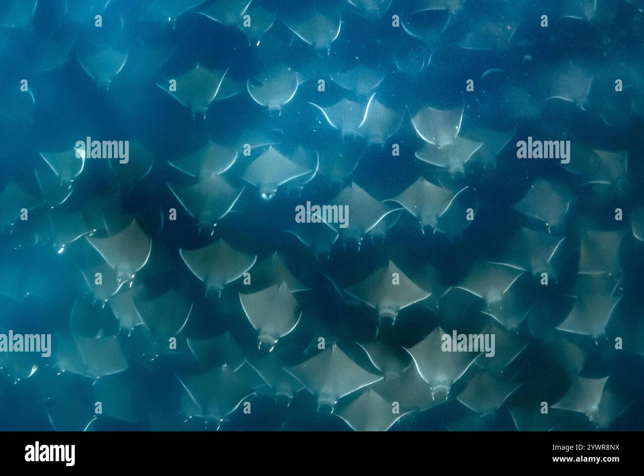 Munk's pygmy devil ray, Mobula munkiana, Baja California, Mexico, Gulf ...