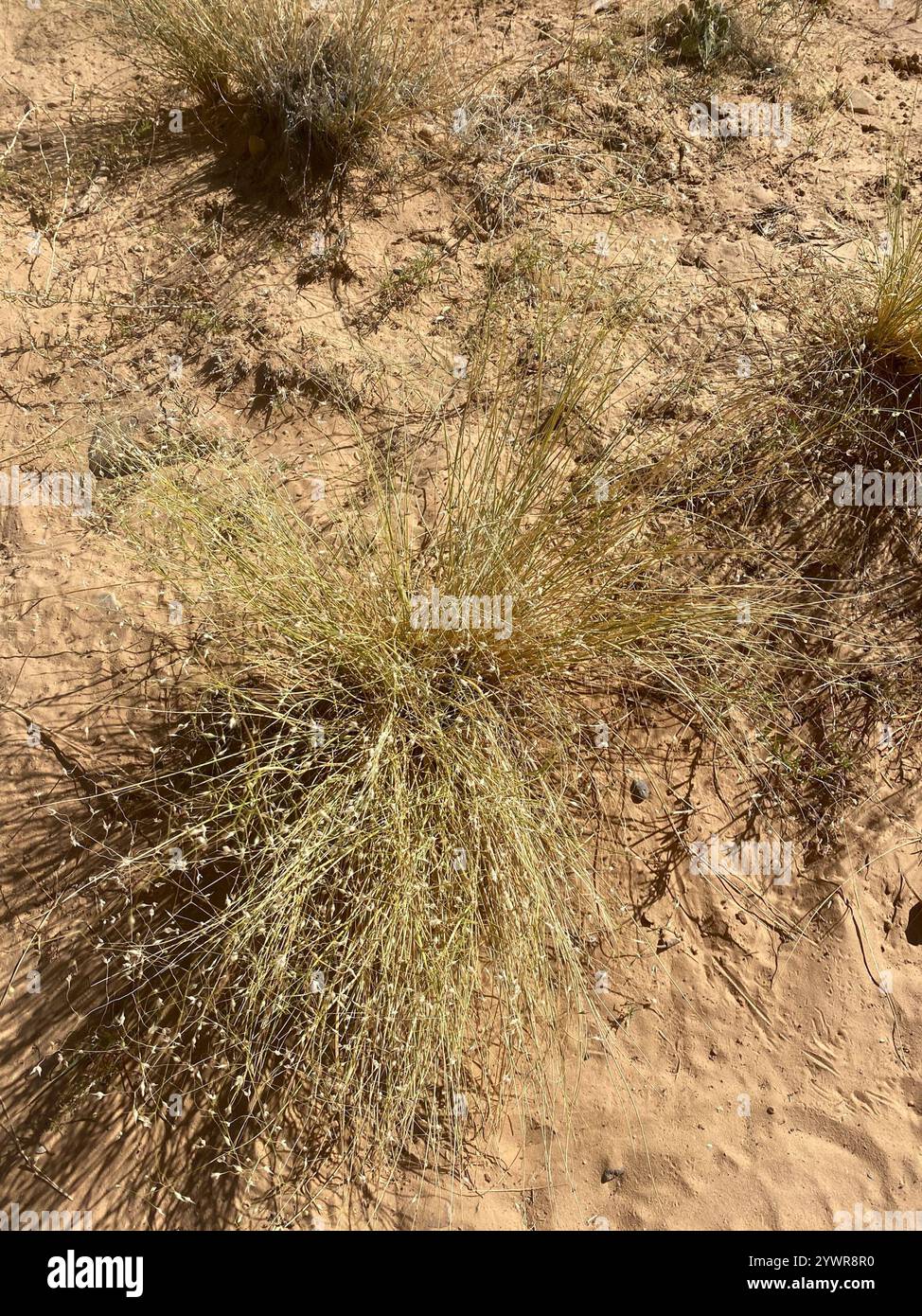 Sand Ricegrass (Eriocoma hymenoides Stock Photo - Alamy