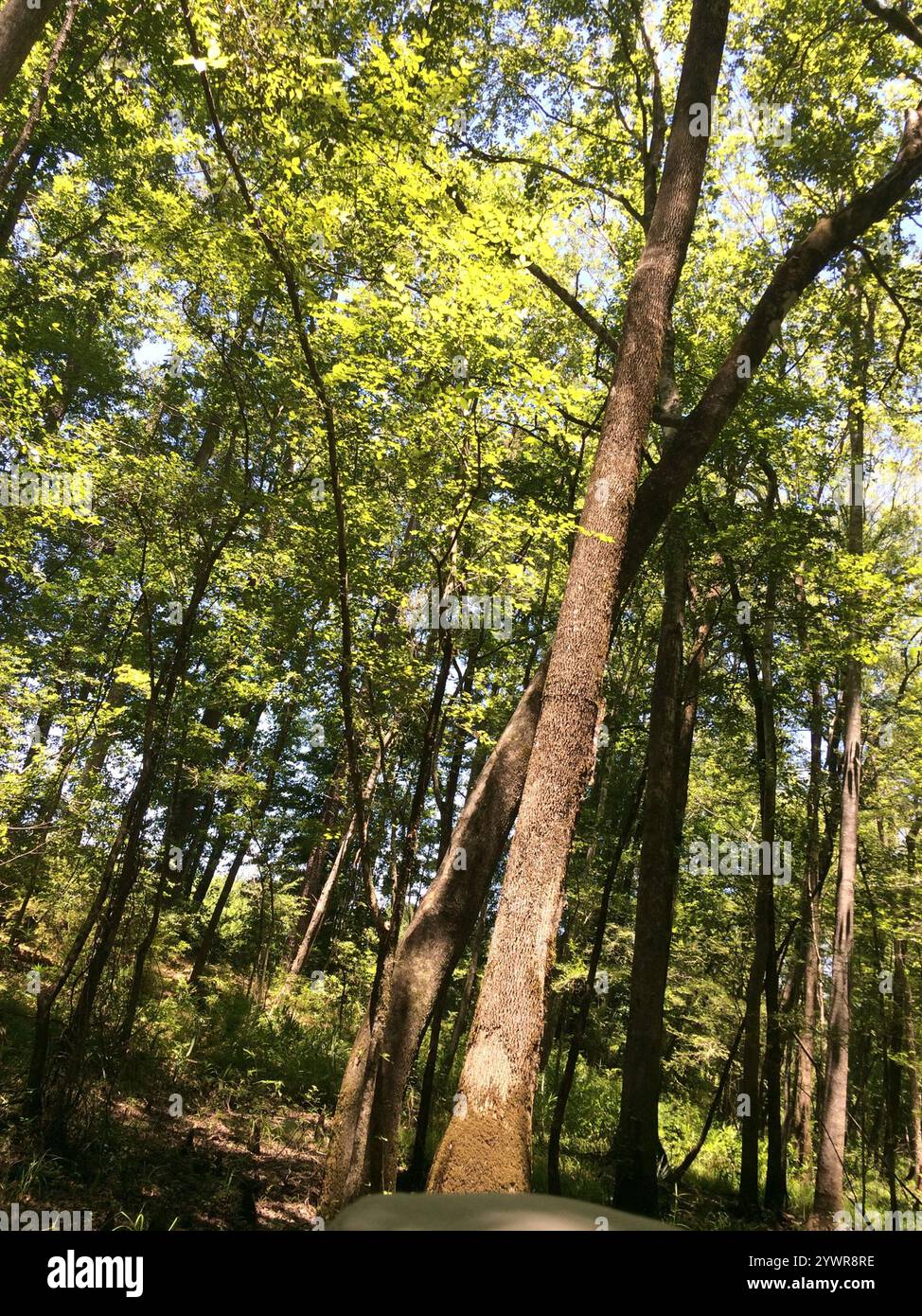 green ash (Fraxinus pennsylvanica Stock Photo - Alamy