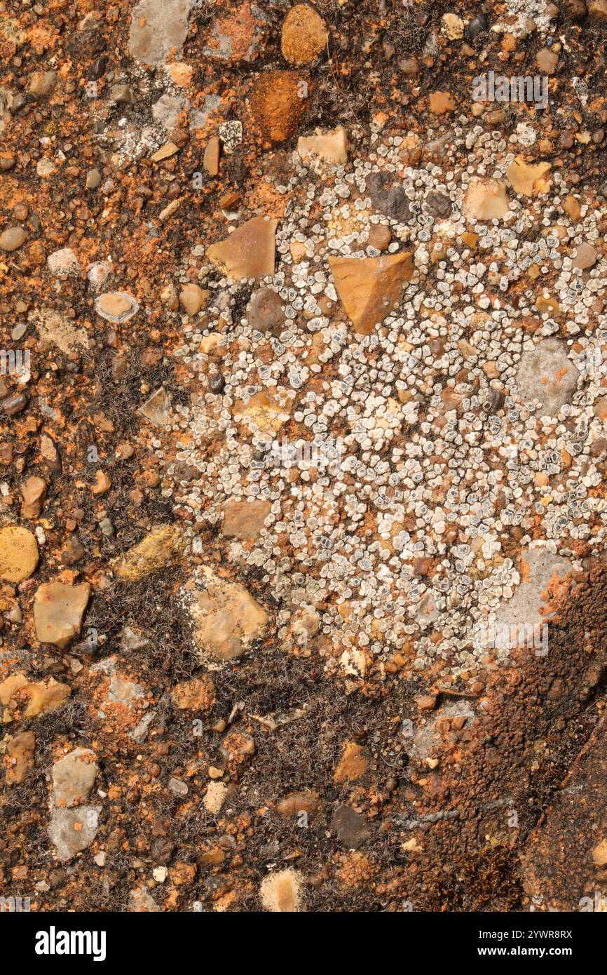 Chiseled Sunken Disk Lichen (Circinaria contorta Stock Photo - Alamy