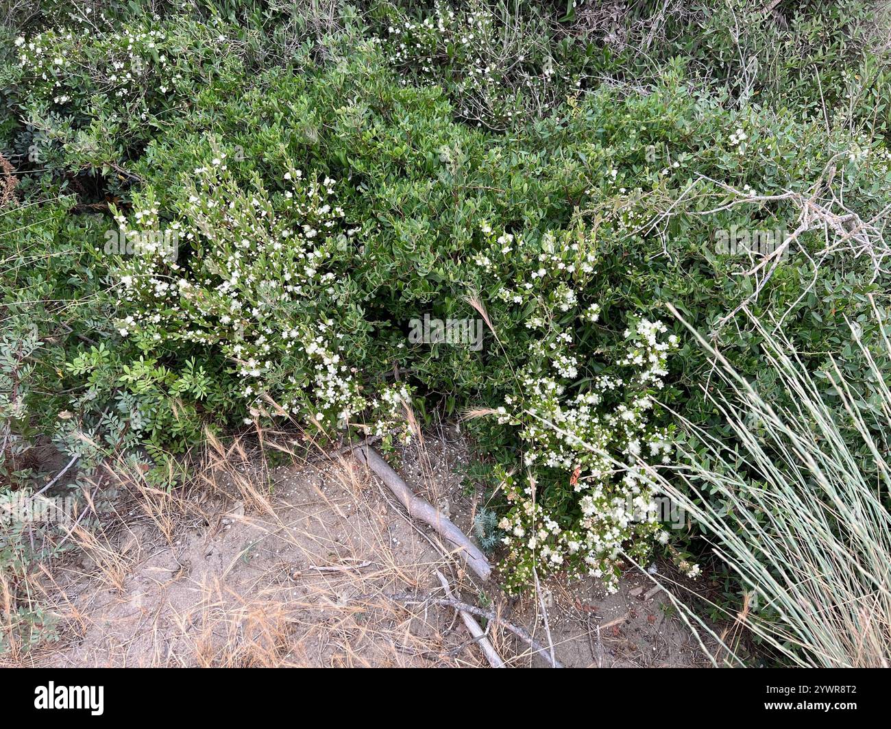 myrtle (Myrtus communis Stock Photo - Alamy