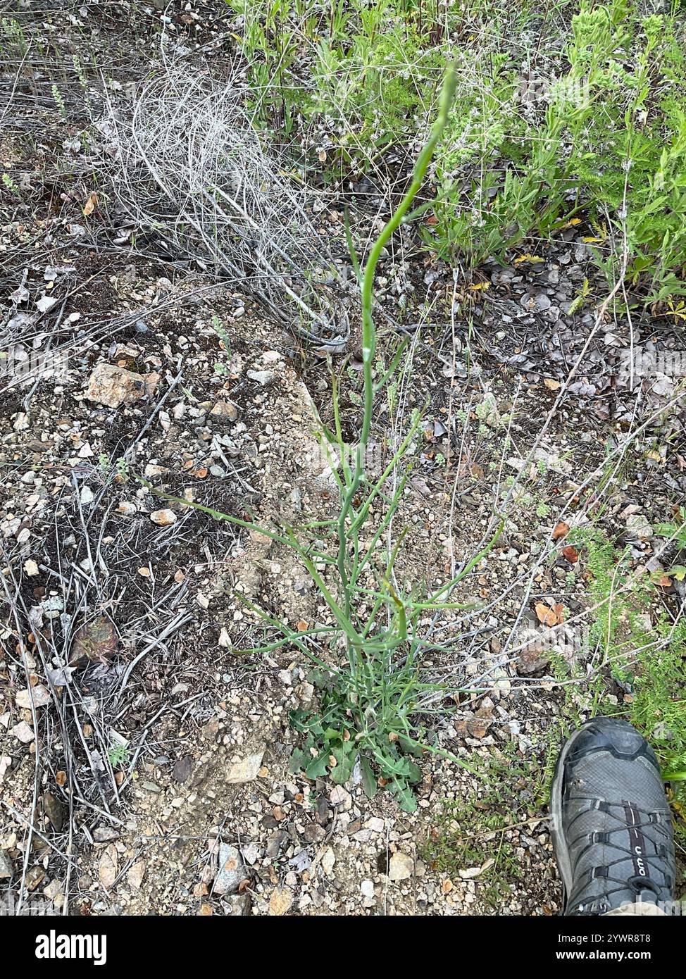 Rush Skeletonweed (Chondrilla juncea Stock Photo - Alamy