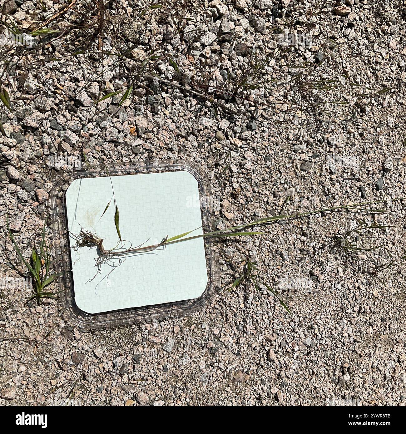 Japanese brome hi-res stock photography and images - Alamy