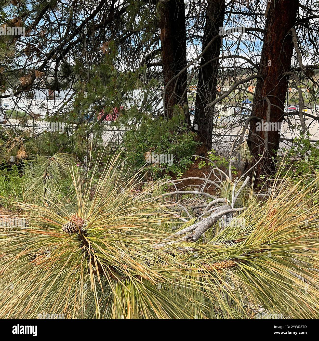 Ponderosa Pine (Pinus ponderosa Stock Photo - Alamy