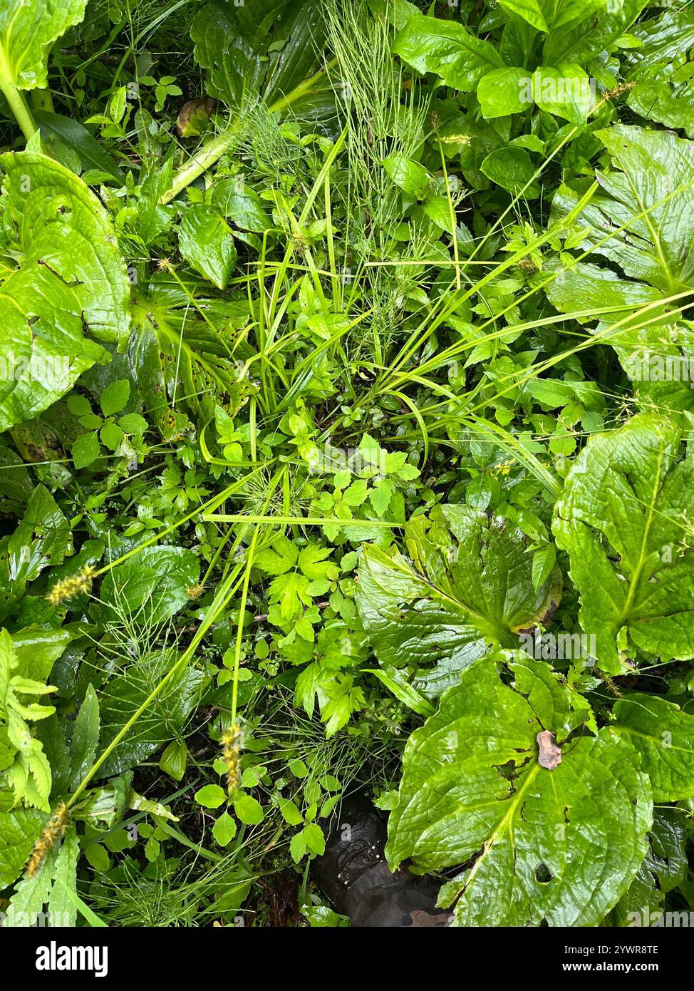 smooth-sheathed sedge (Carex laevivaginata Stock Photo - Alamy