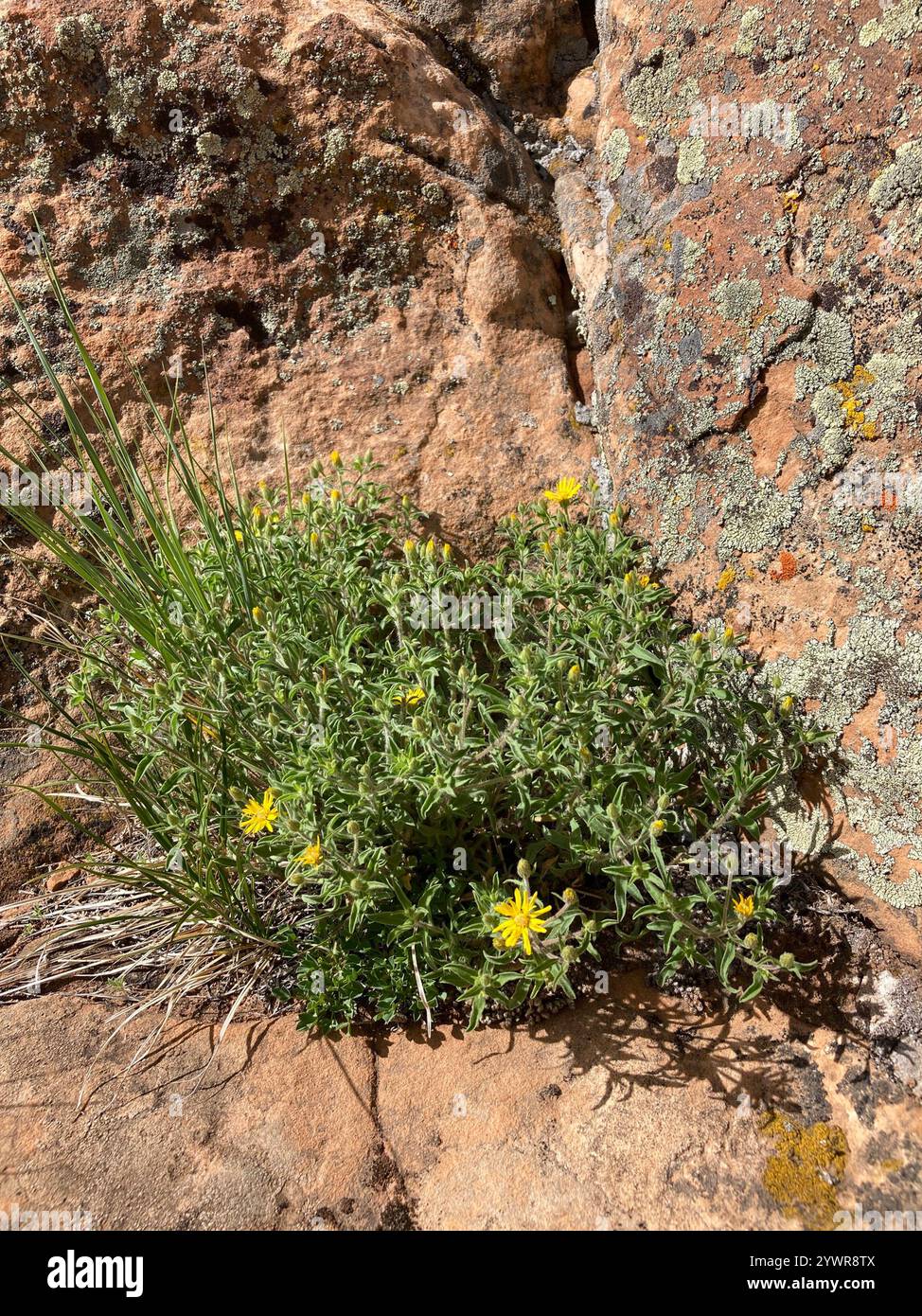 Hispid goldenaster (Heterotheca hispida Stock Photo - Alamy