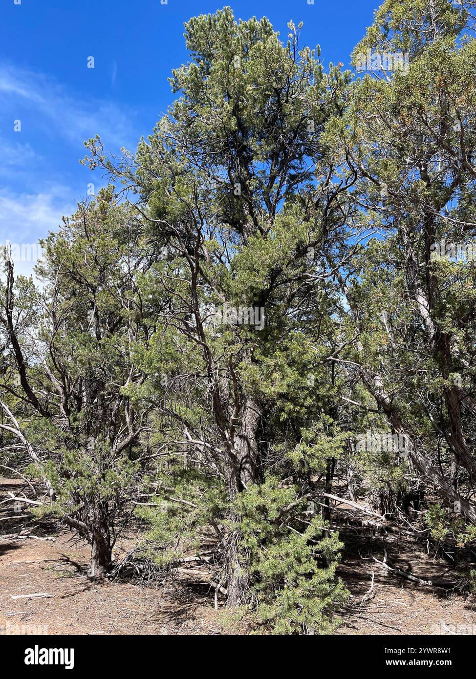 Colorado Pinyon (Pinus edulis Stock Photo - Alamy