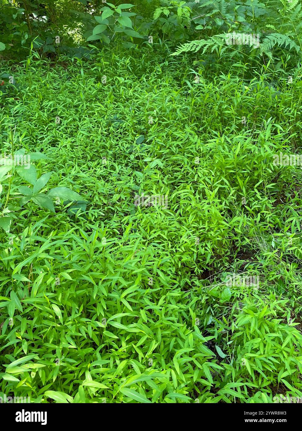 Japanese stiltgrass (Microstegium vimineum Stock Photo - Alamy