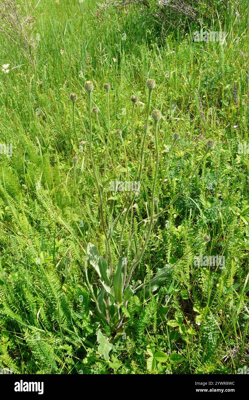 Spotted Cat's-ear (Hypochaeris maculata Stock Photo - Alamy