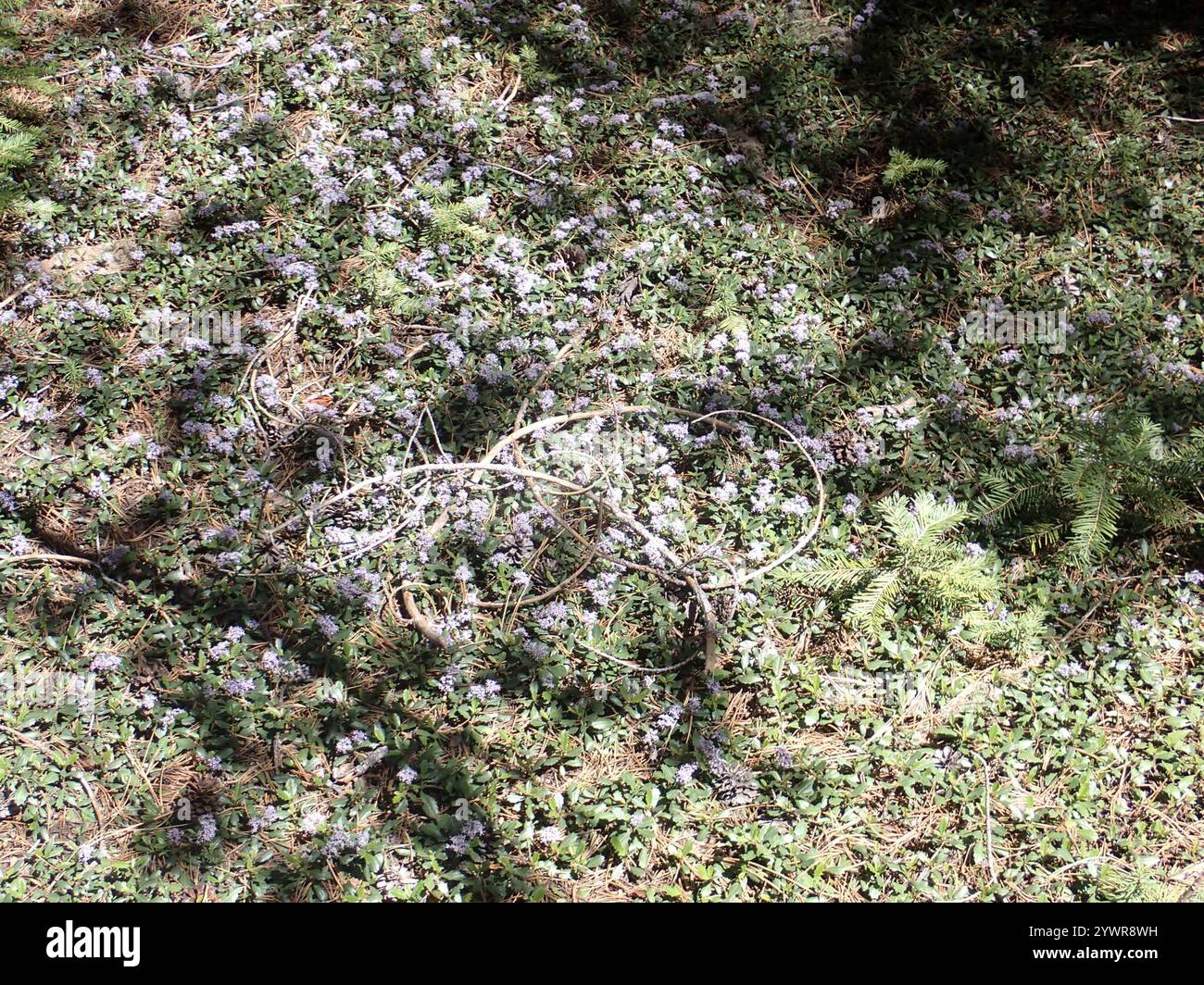 Mahala mat (Ceanothus prostratus Stock Photo - Alamy