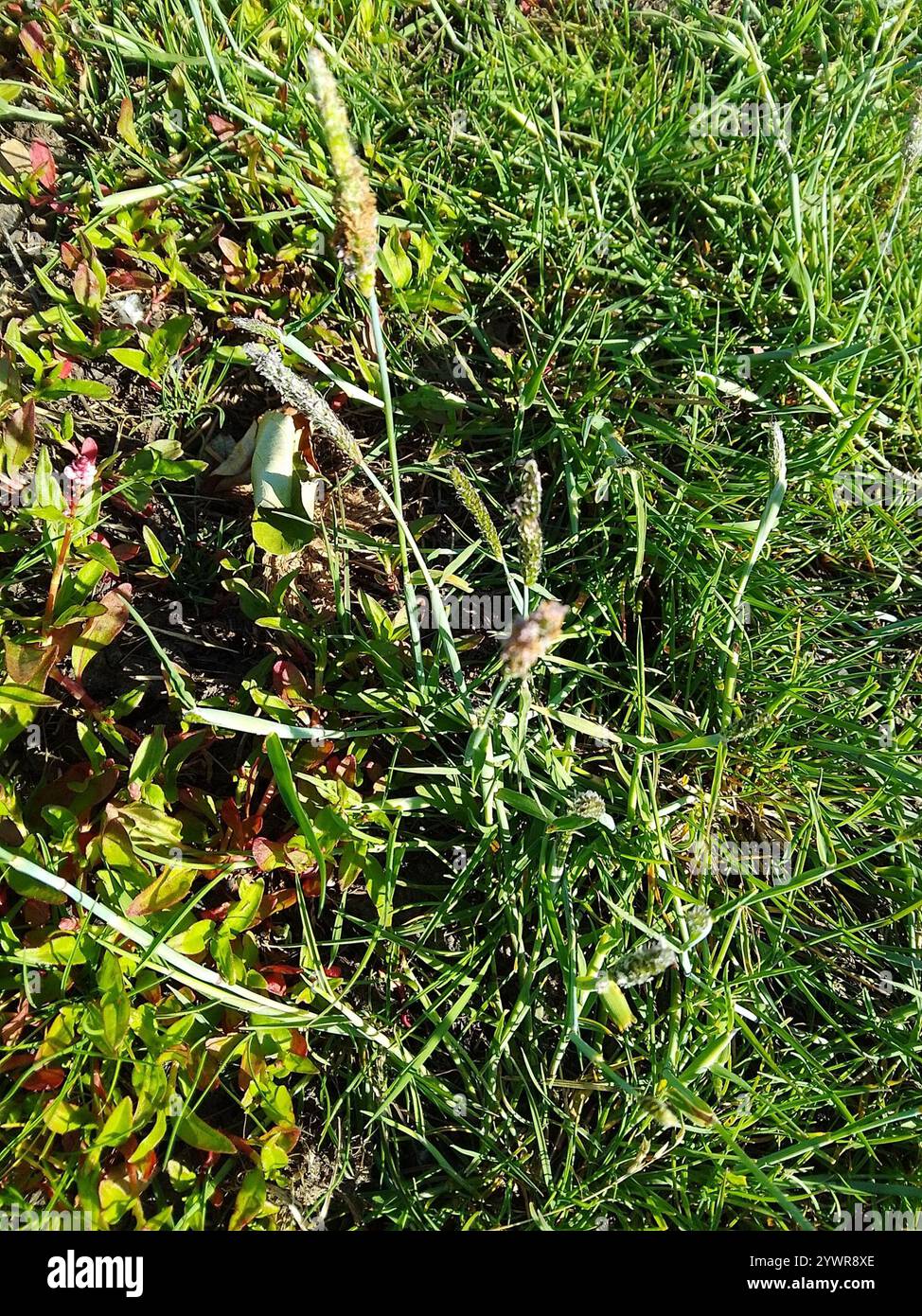 Marsh foxtail (Alopecurus geniculatus Stock Photo - Alamy