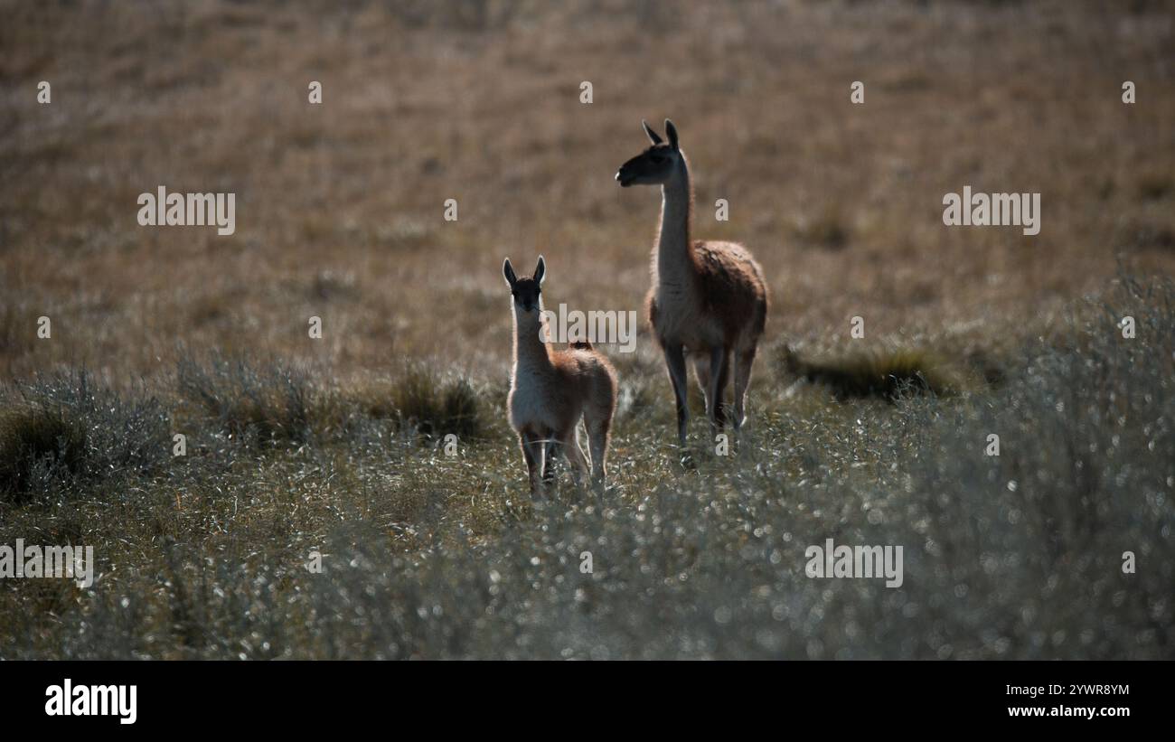 Guanacos in Pampas grassland environment, La Pampa province, Patagonia ...