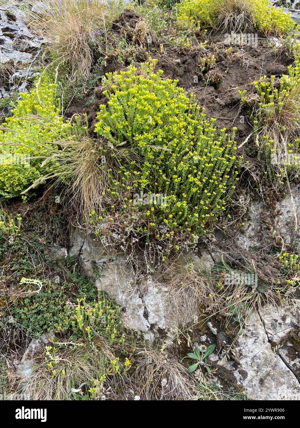 Biting Stonecrop (Sedum acre Stock Photo - Alamy