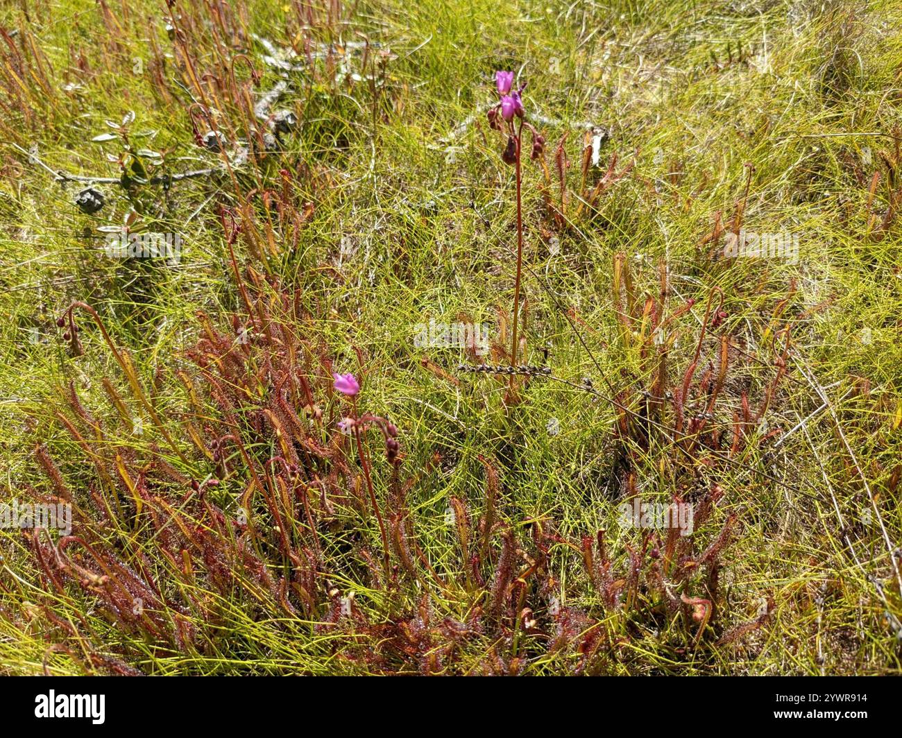 Cape Sundew (Drosera capensis Stock Photo - Alamy