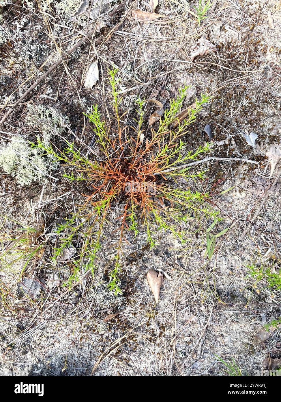 Rust Weed (Polypremum procumbens Stock Photo - Alamy