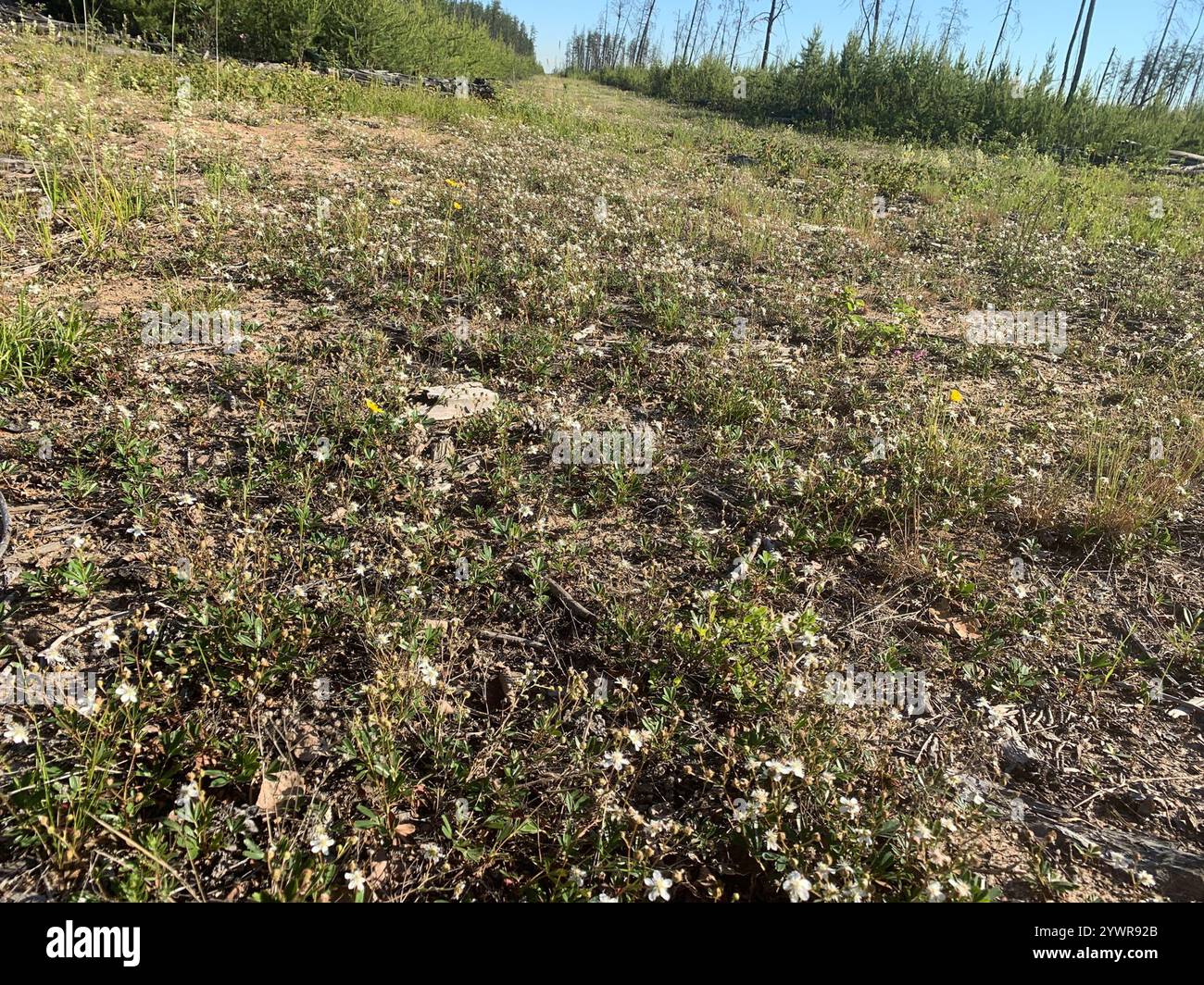 three-toothed cinquefoil (Sibbaldiopsis tridentata Stock Photo - Alamy
