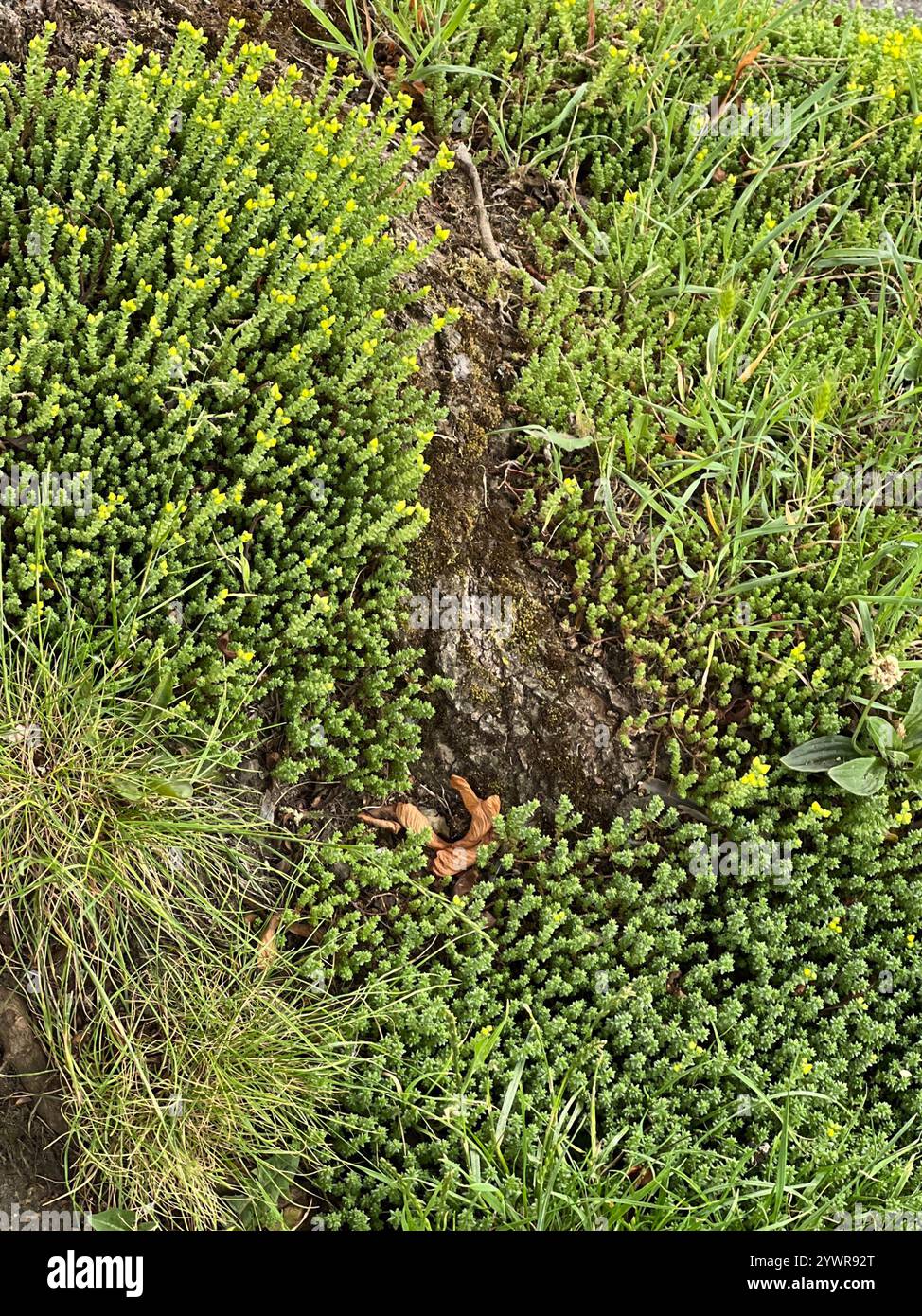 Biting Stonecrop (Sedum acre Stock Photo - Alamy