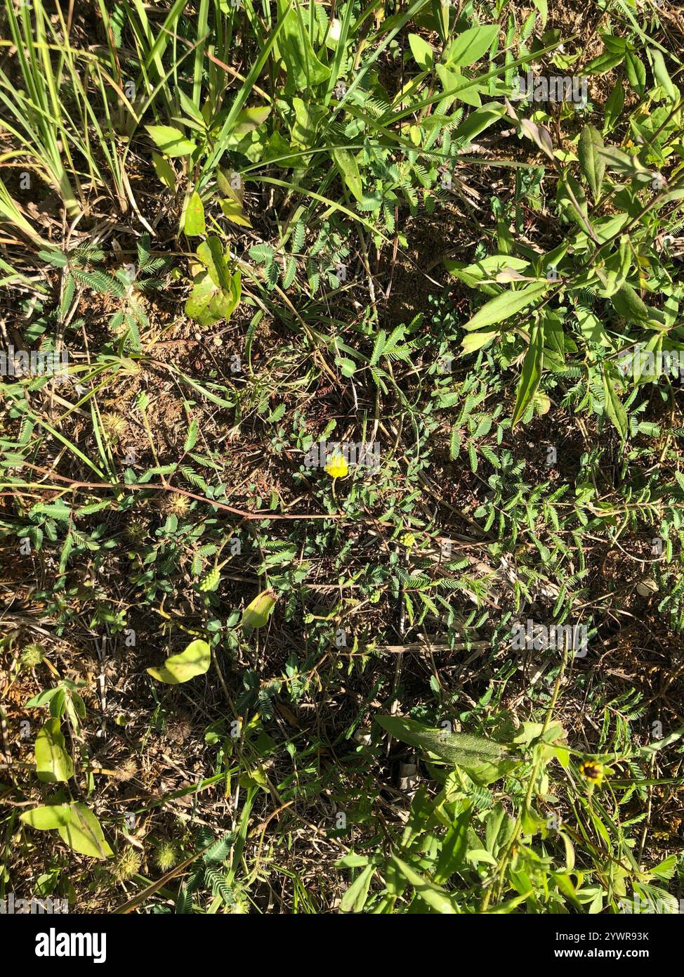 Yellow Puff (Neptunia lutea Stock Photo - Alamy