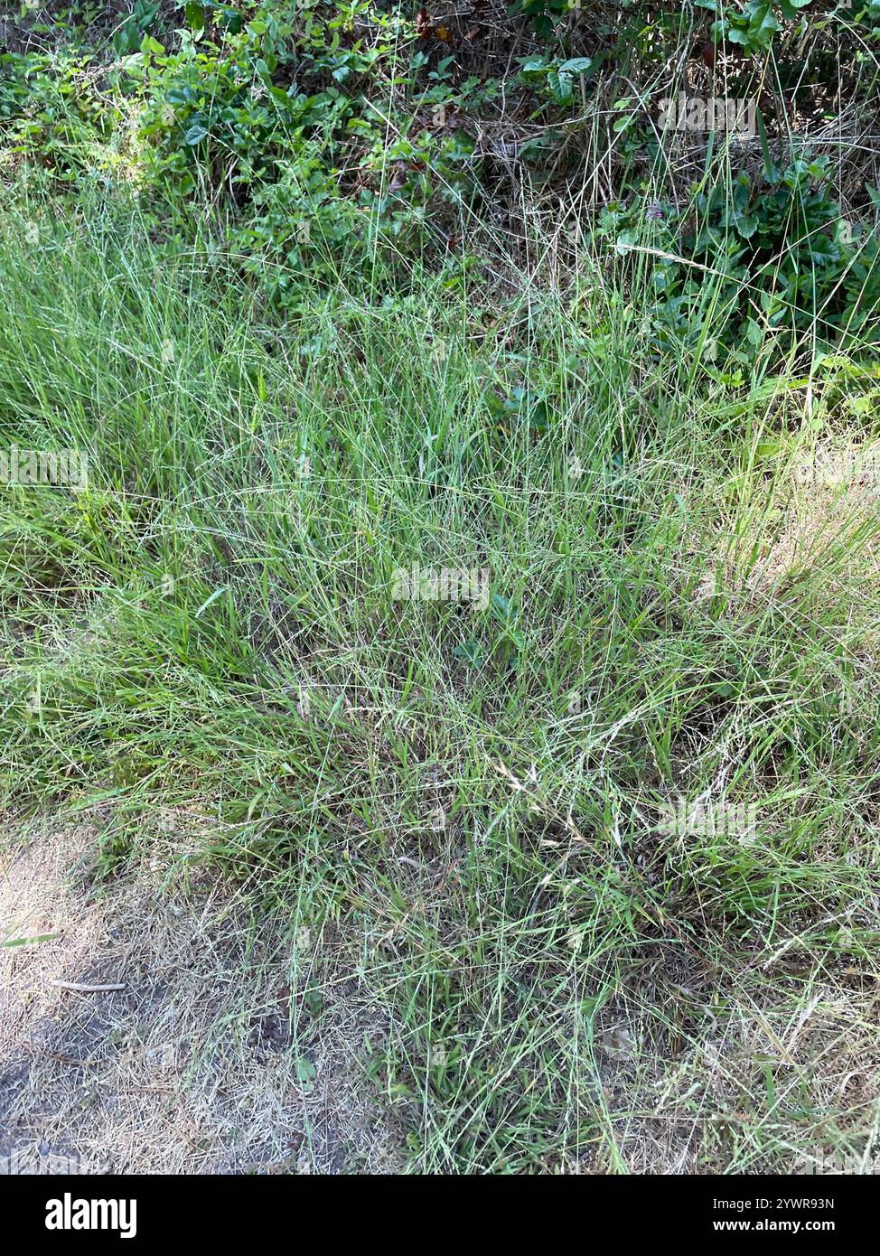 panic veldtgrass (Ehrharta erecta Stock Photo - Alamy