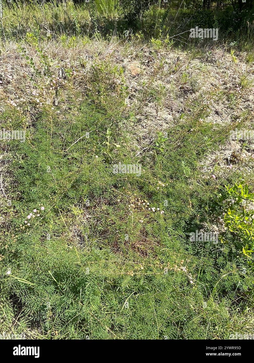 Sensitive briar hi-res stock photography and images - Alamy